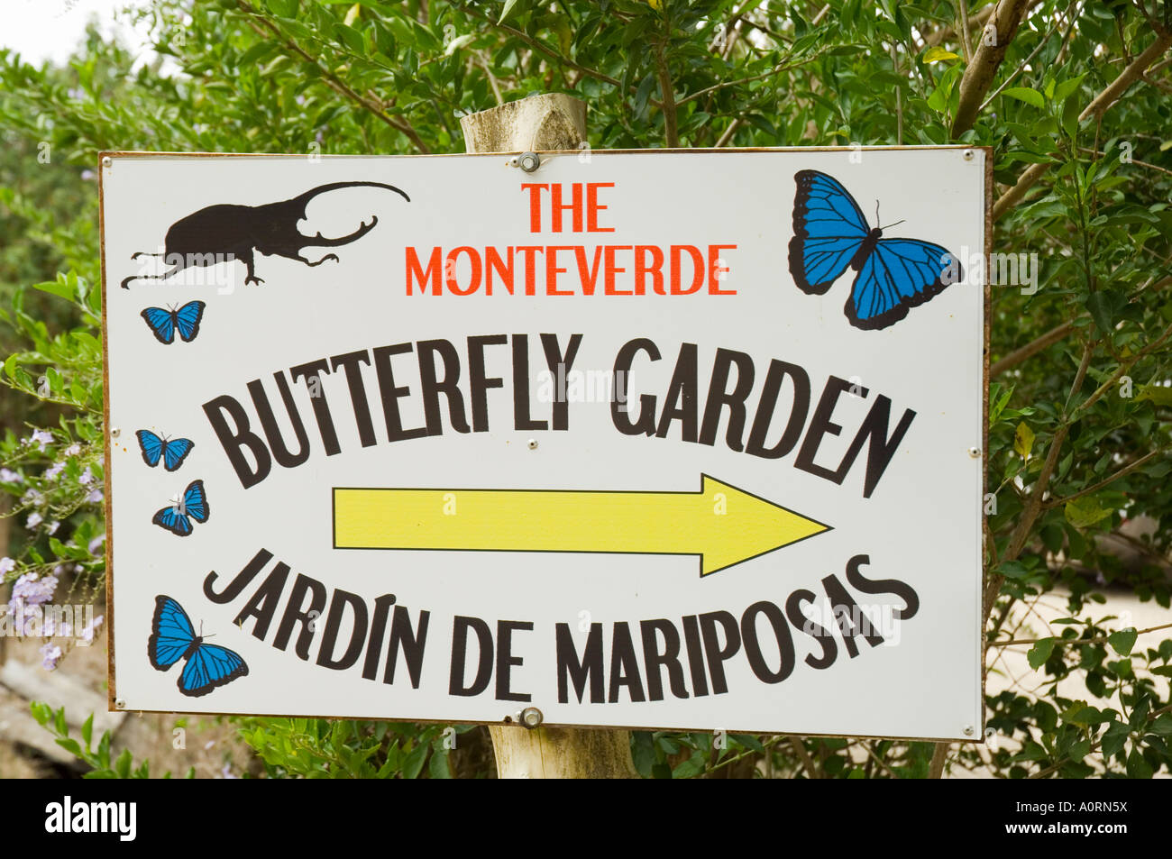 Monteverde costa rica insects Banque de photographies et d’images à ...