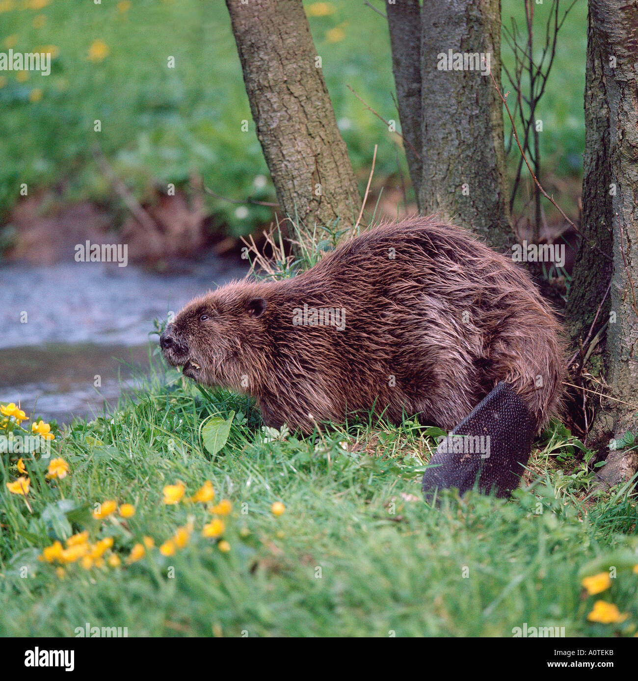 Le castor Banque de photographies et d’images à haute résolution - Alamy