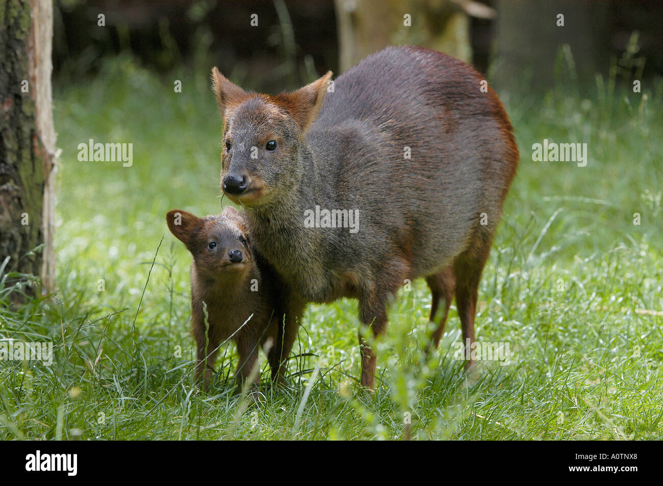 Pudu du sud Banque de photographies et d’images à haute résolution - Alamy