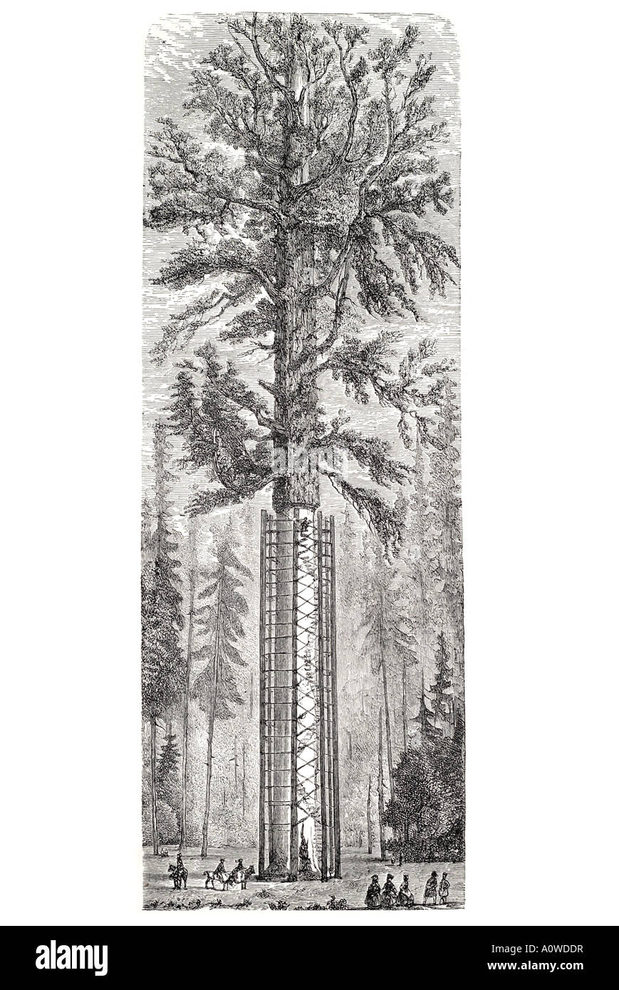 Sequoia museum age Banque de photographies et d’images à haute ...