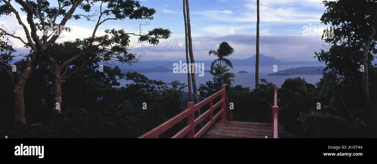 Taal trees Banque de photographies et d’images à haute résolution - Alamy