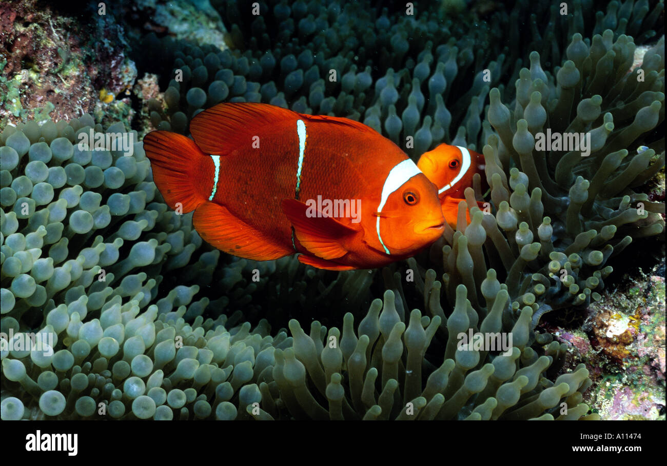 Une PAIRE DE COLONNE VERTÉBRALE JOUE Premnas biaculeatus poisson clown ...