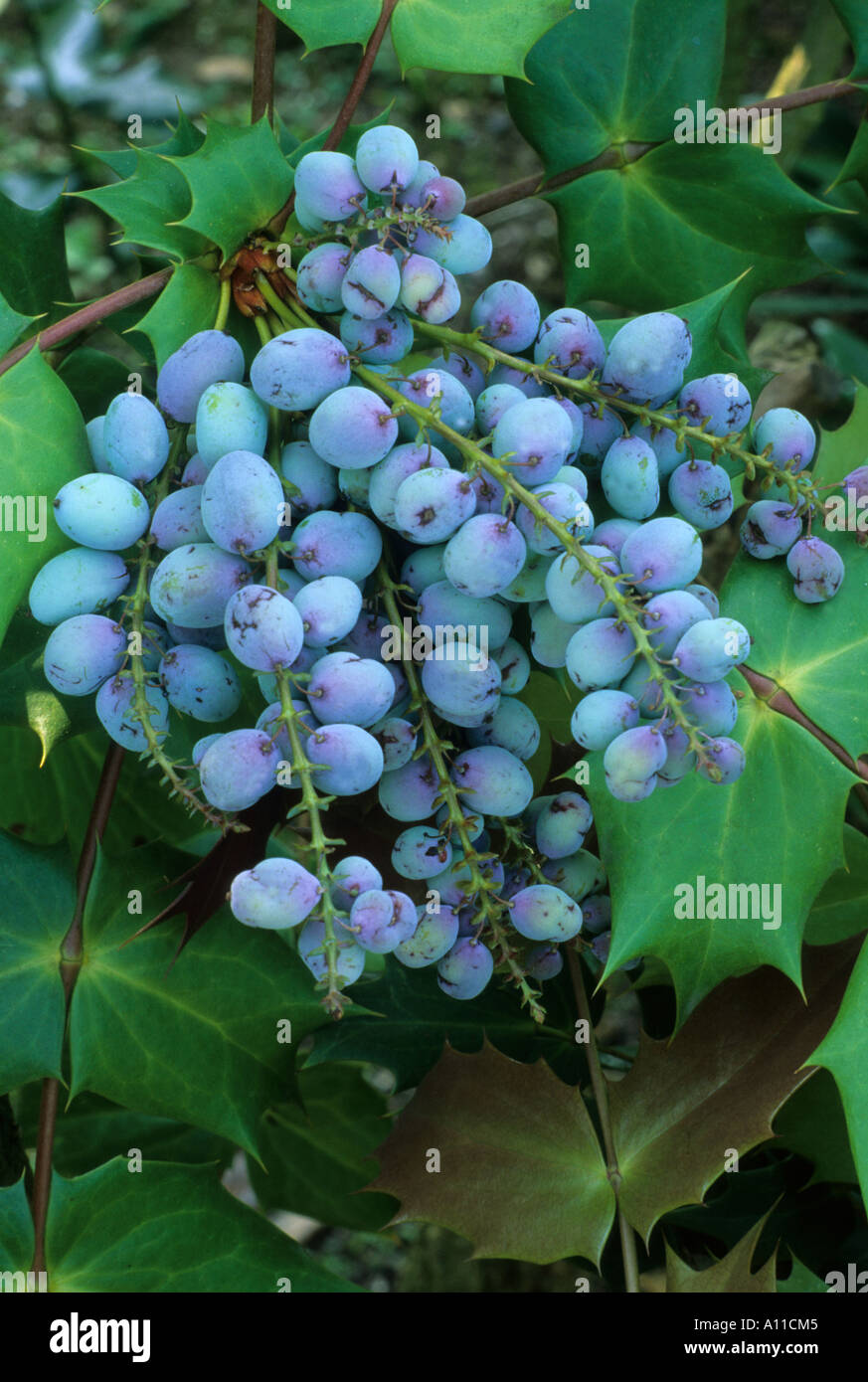 Groupe mahonia japonica bealei Banque de photographies et d’images à ...