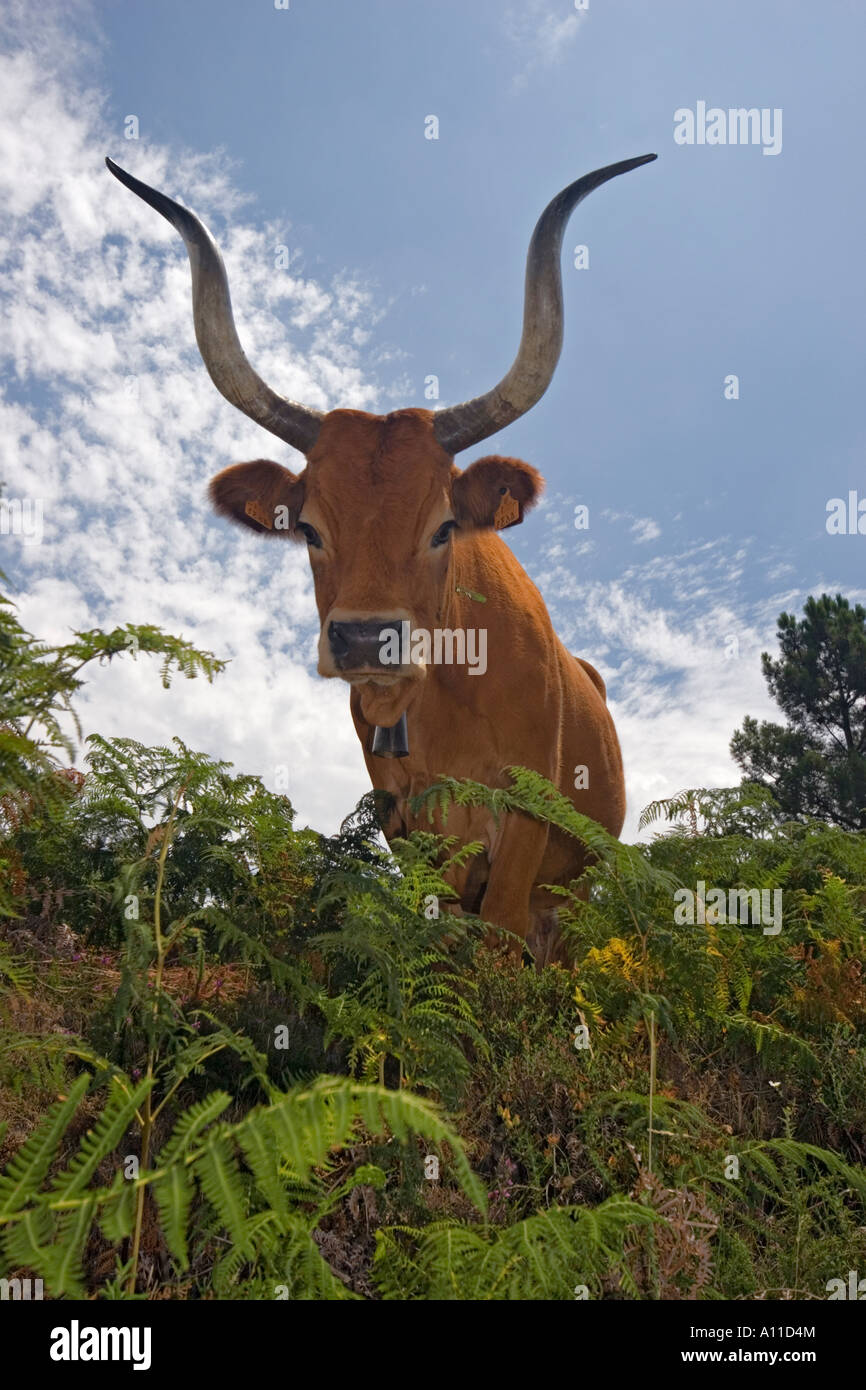 Une vache (Portugais) Barrosa avec ses énormes cornes. Vache (Bos ...