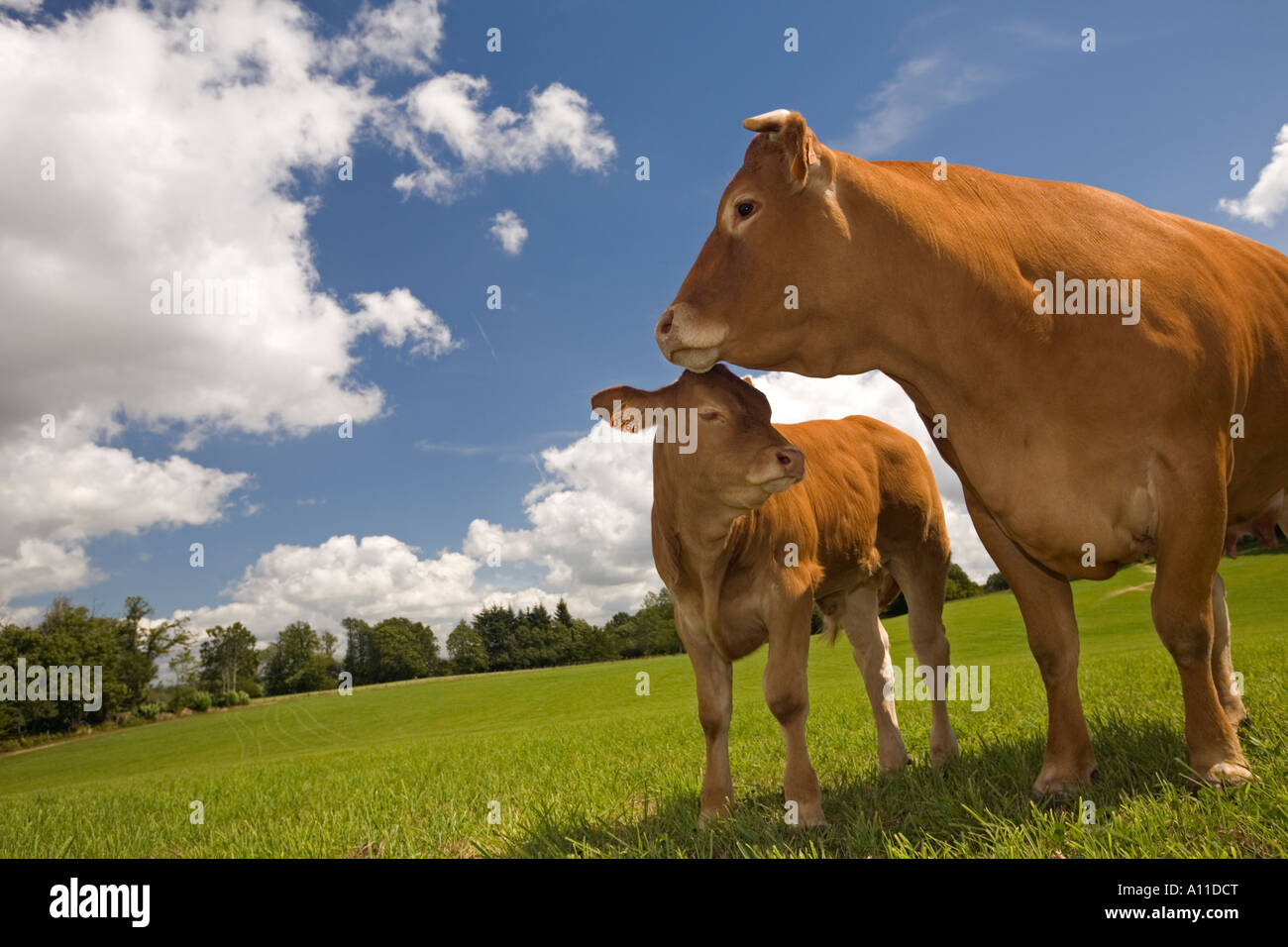 Vache limousine à pied de veau (Bos taurus domesticus). La France ...