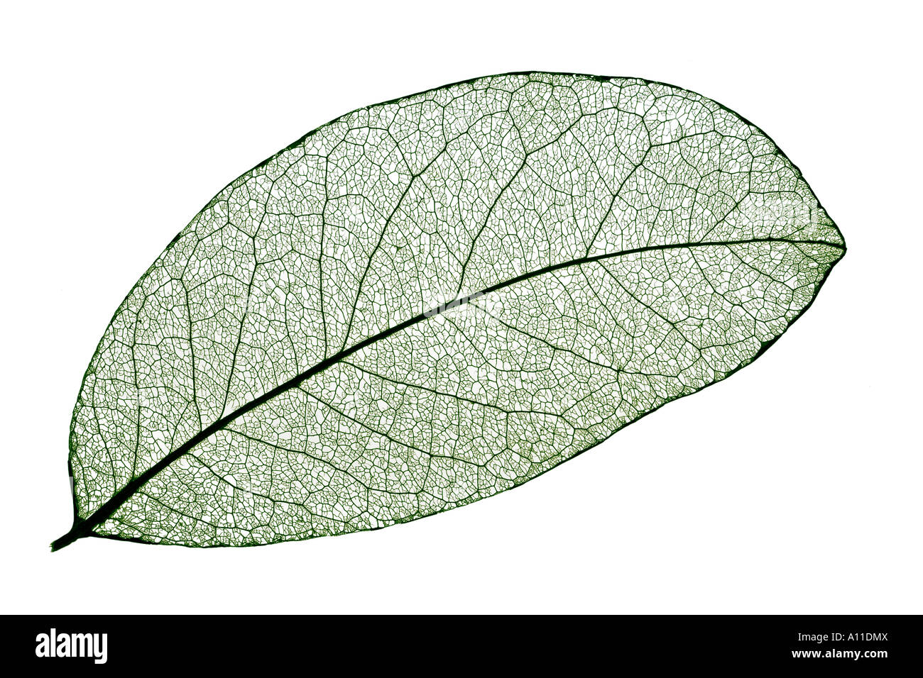 Xylème secondaires Banque de photographies et d’images à haute ...