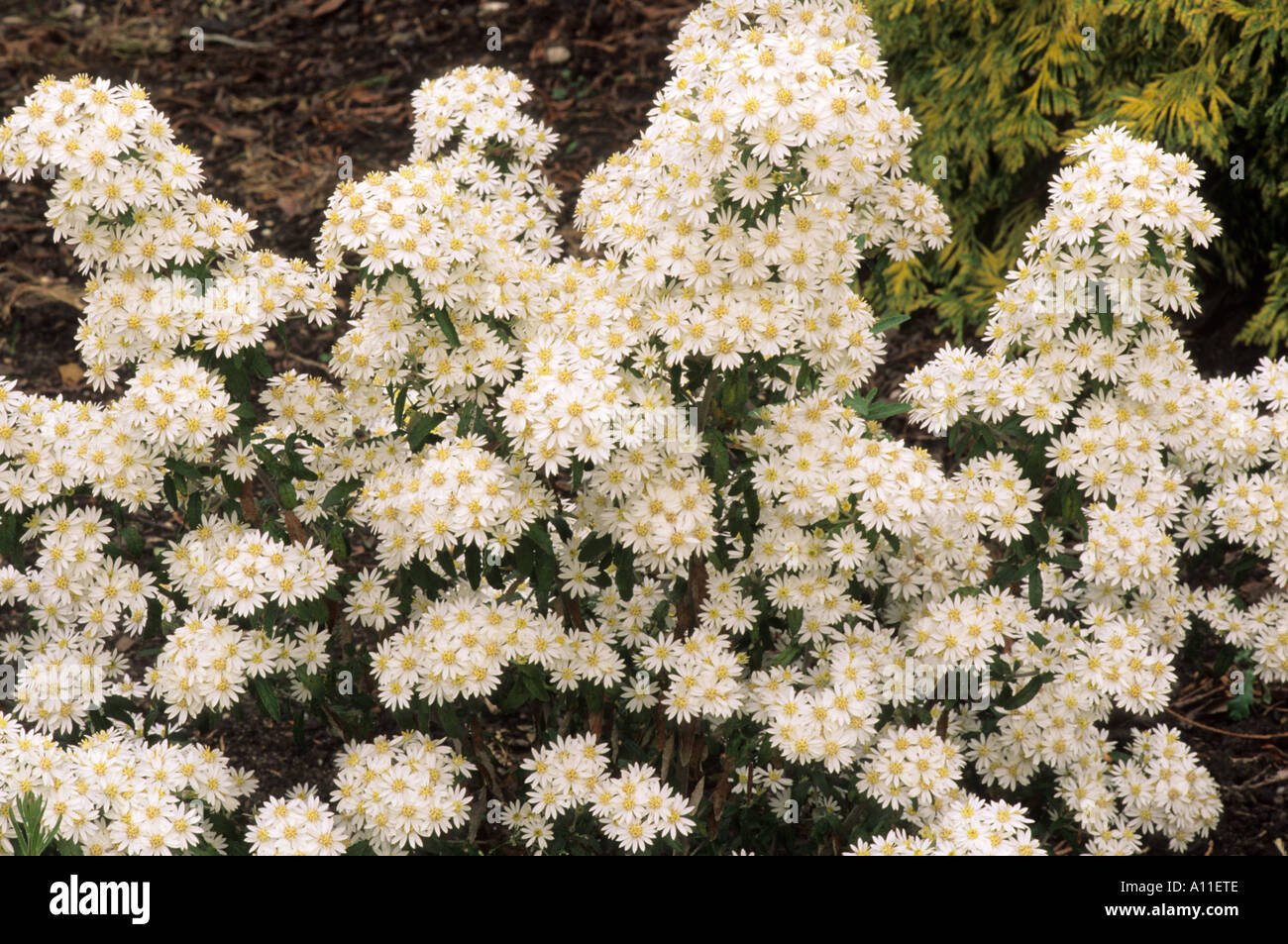 Olearia scilloniensis Banque de photographies et d’images à haute ...