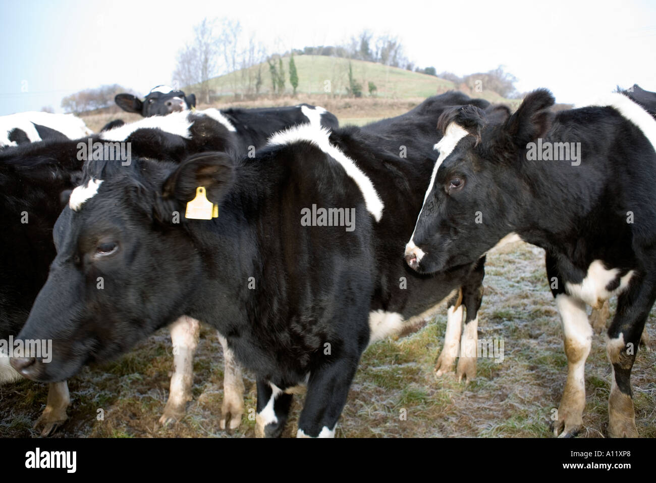 Bovins de race frisonne Banque de photographies et d’images à haute ...