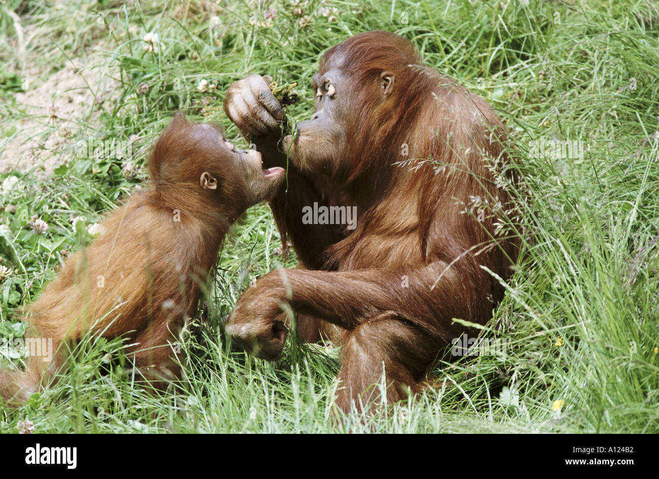 Sumatran orangutans Banque de photographies et d’images à haute ...