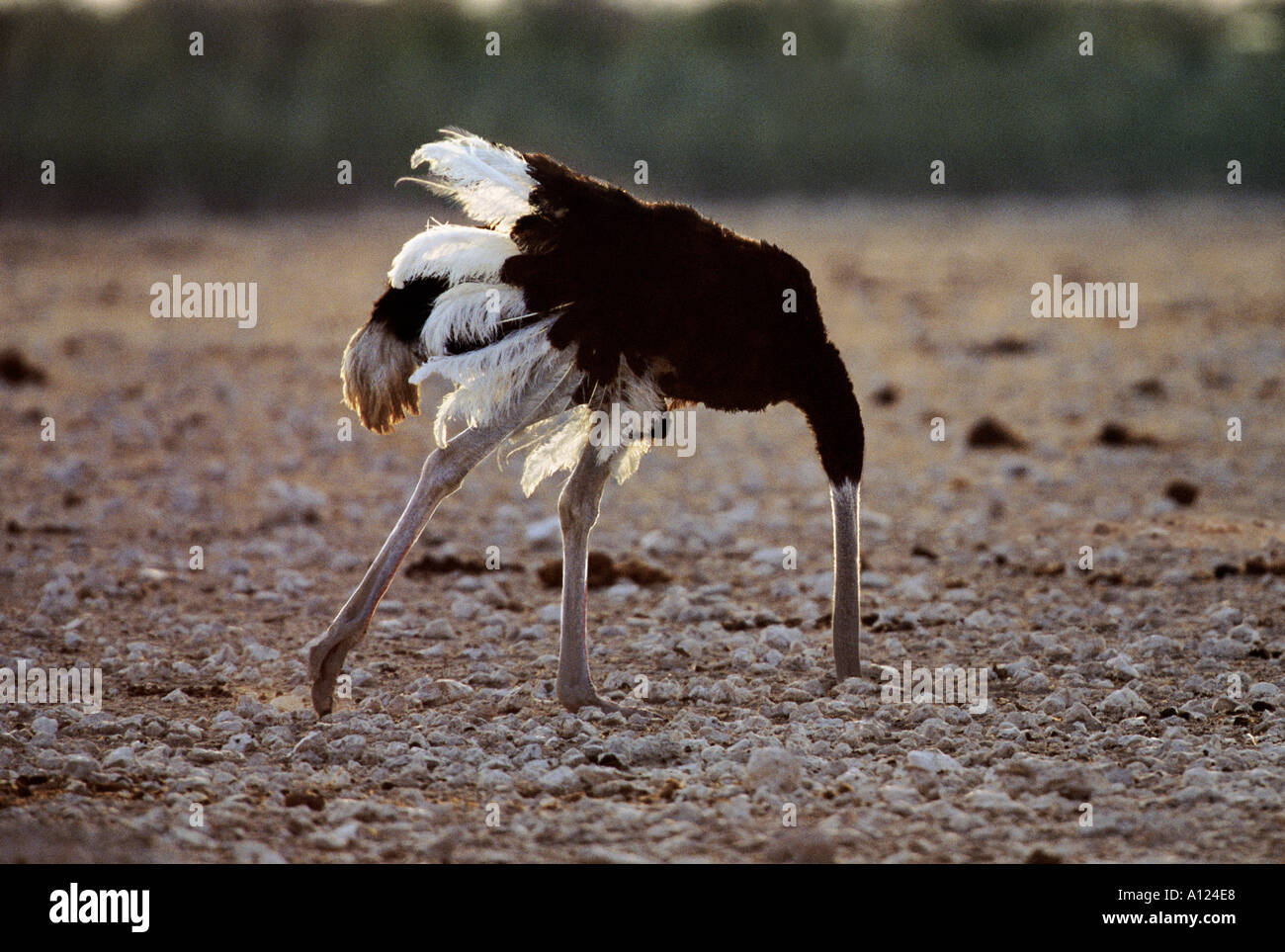 L'autruche avec la tête dans le sable Photo Stock - Alamy