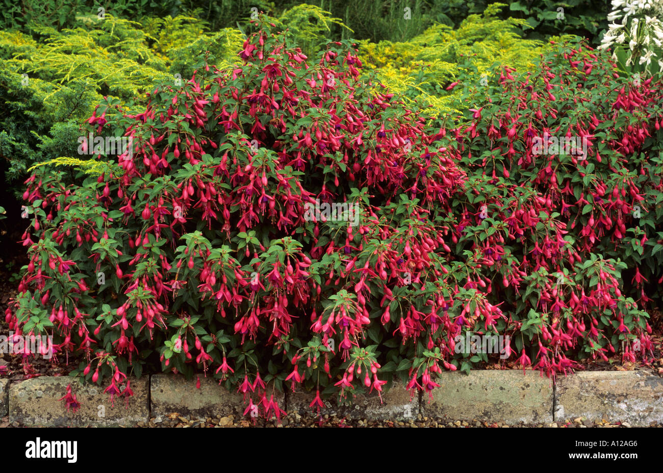 Border fuchsia Banque de photographies et d’images à haute résolution ...