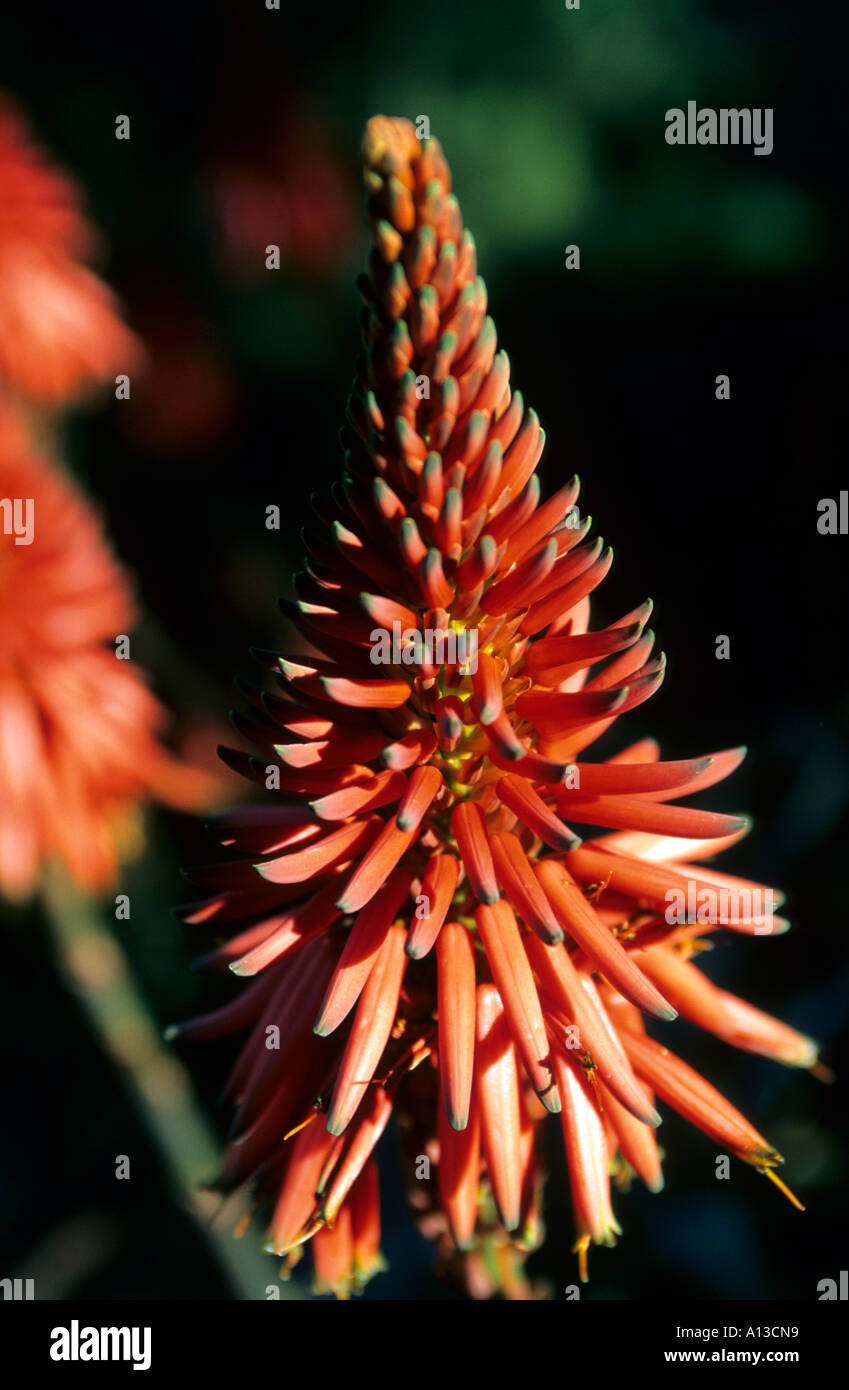 Aloe vera plant in madeira Banque de photographies et d’images à haute ...