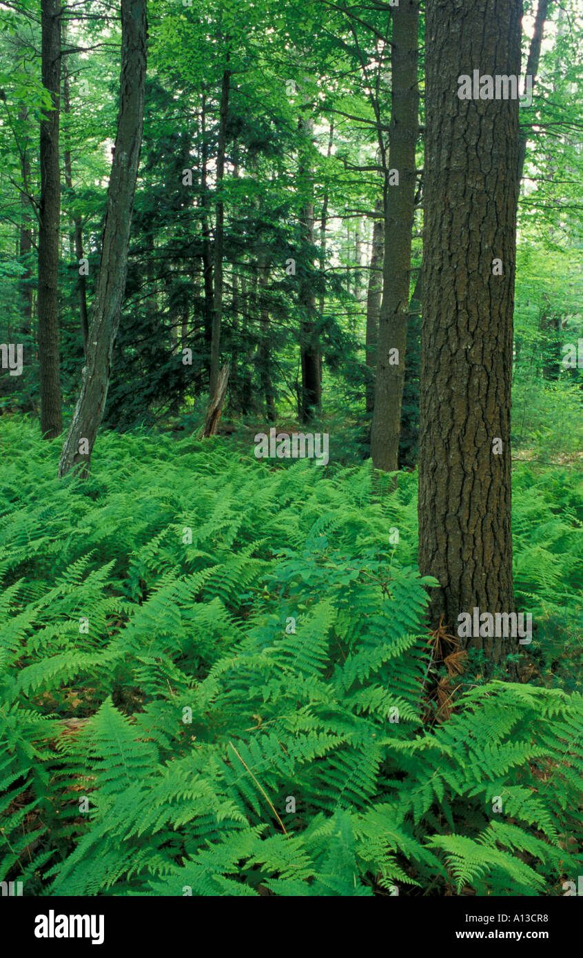 NH Hampton tapis Woodferns le sol de la forêt dans un bosquet de pins ...