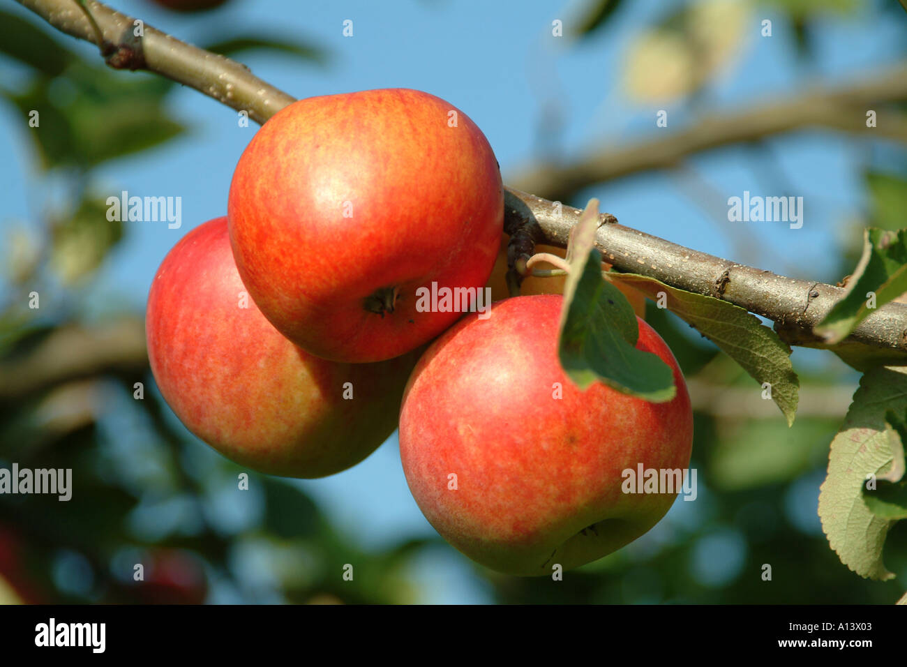 Pommes sur un arbre Banque de photographies et d’images à haute ...