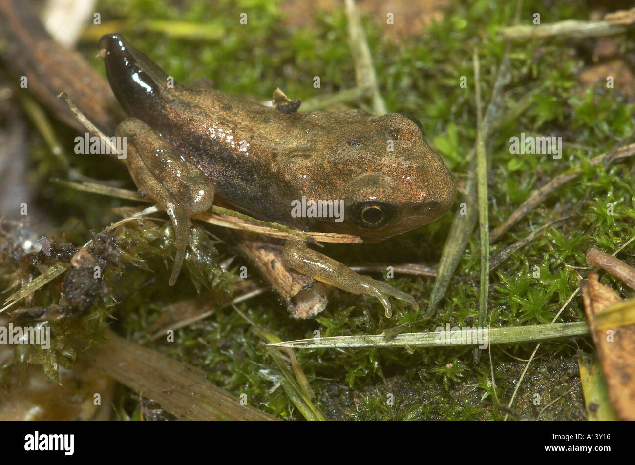 Grenouille avec queue Banque de photographies et d’images à haute ...