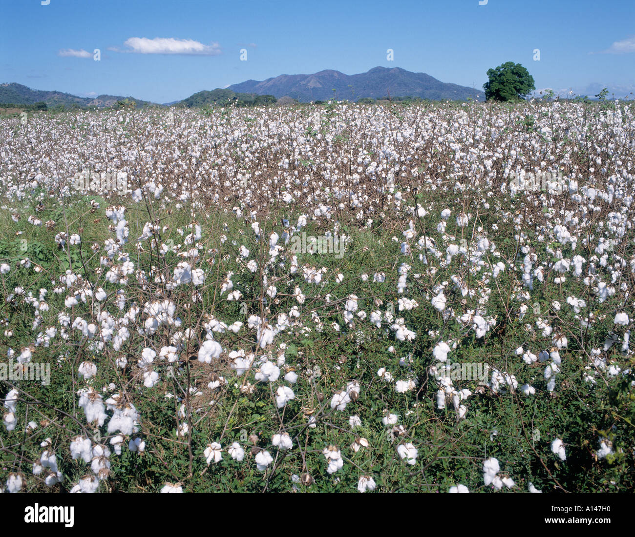 Champs de coton Banque de photographies et d’images à haute résolution ...