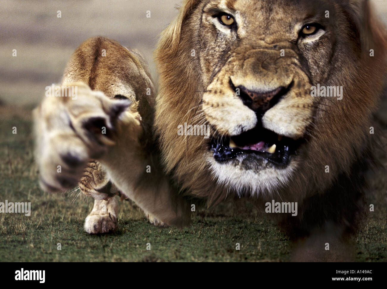 Attaque lion Banque de photographies et d’images à haute résolution - Alamy