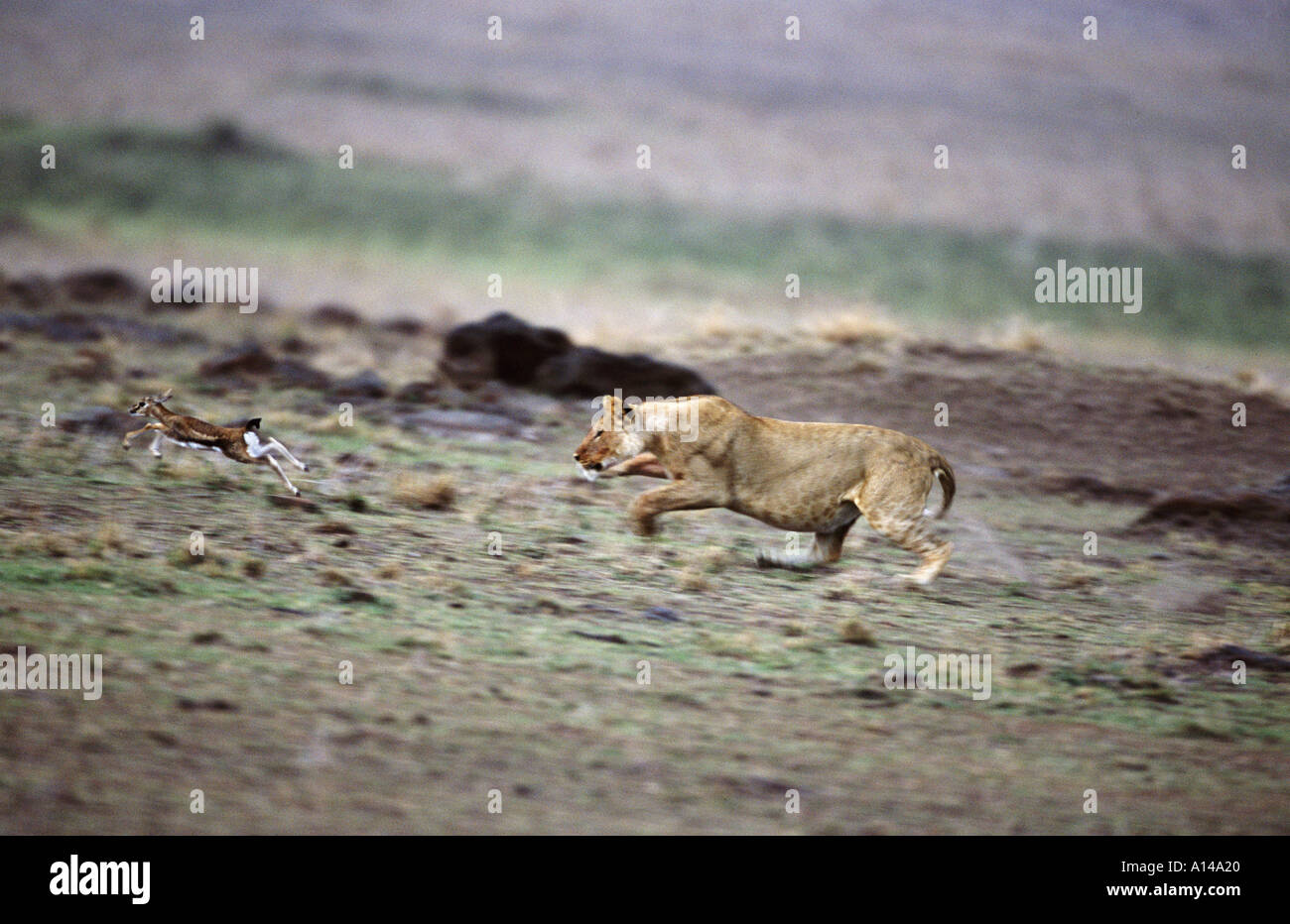 Gazelle de chasse aux lions Banque de photographies et d’images à haute ...