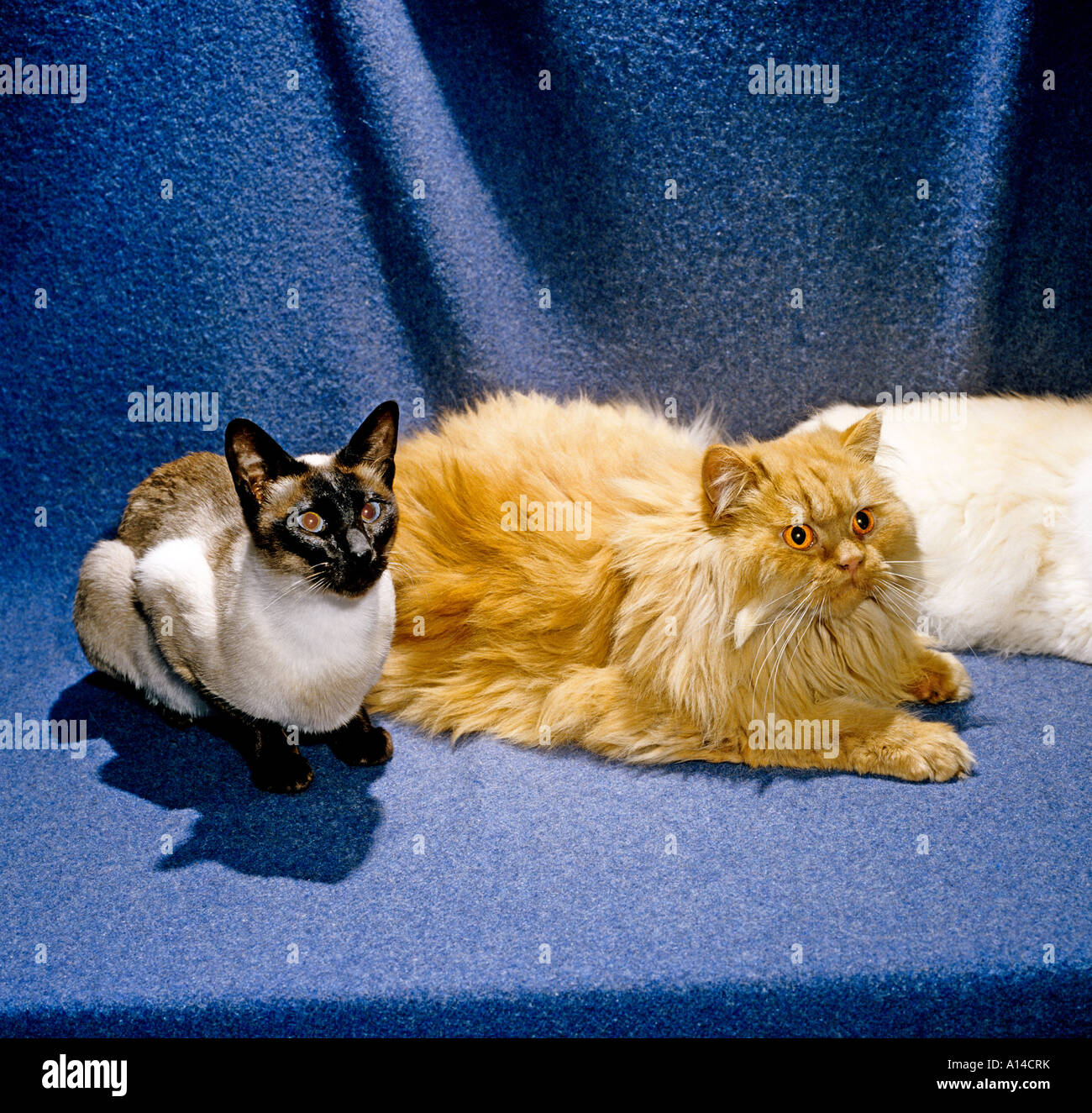 Chats persans smoke Banque de photographies et d’images à haute ...