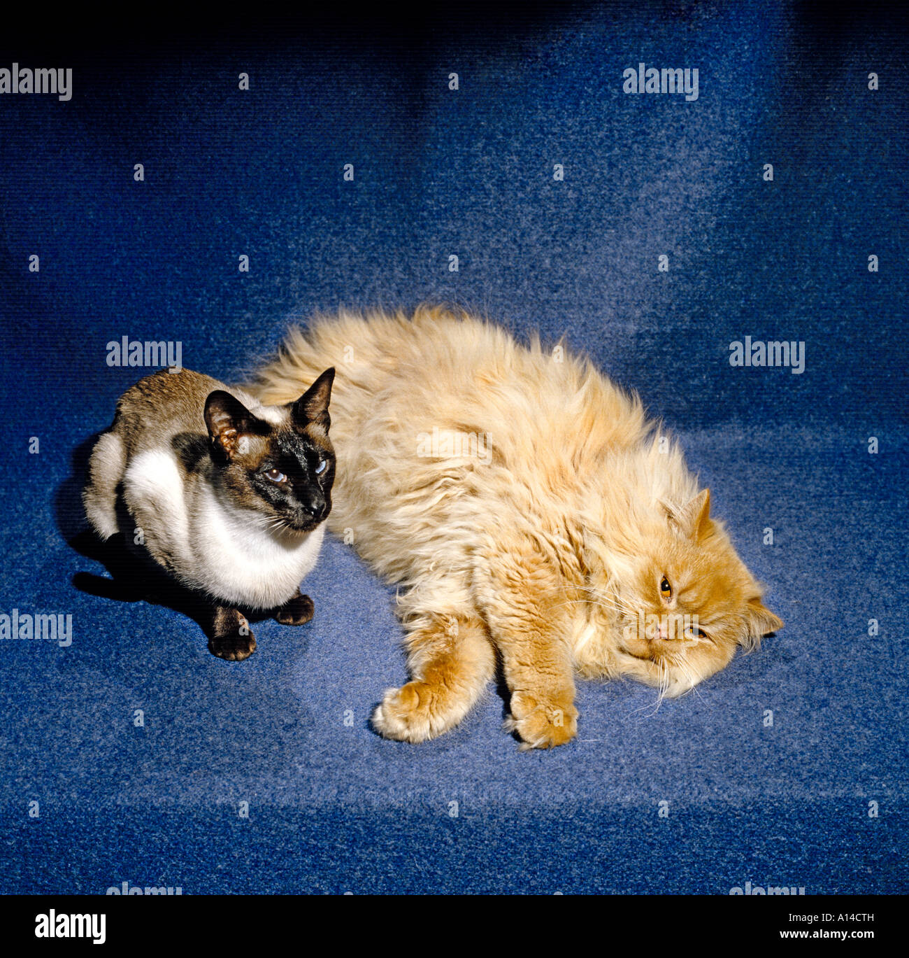Chats persans smoke Banque de photographies et d’images à haute ...