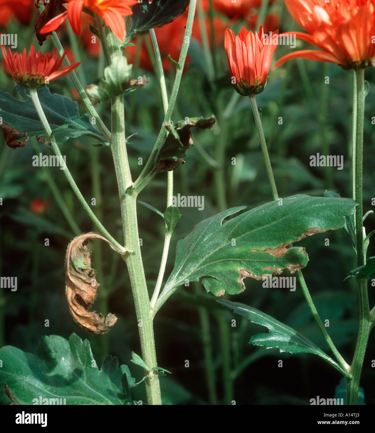 Verticillium dahliae Banque de photographies et d’images à haute ...