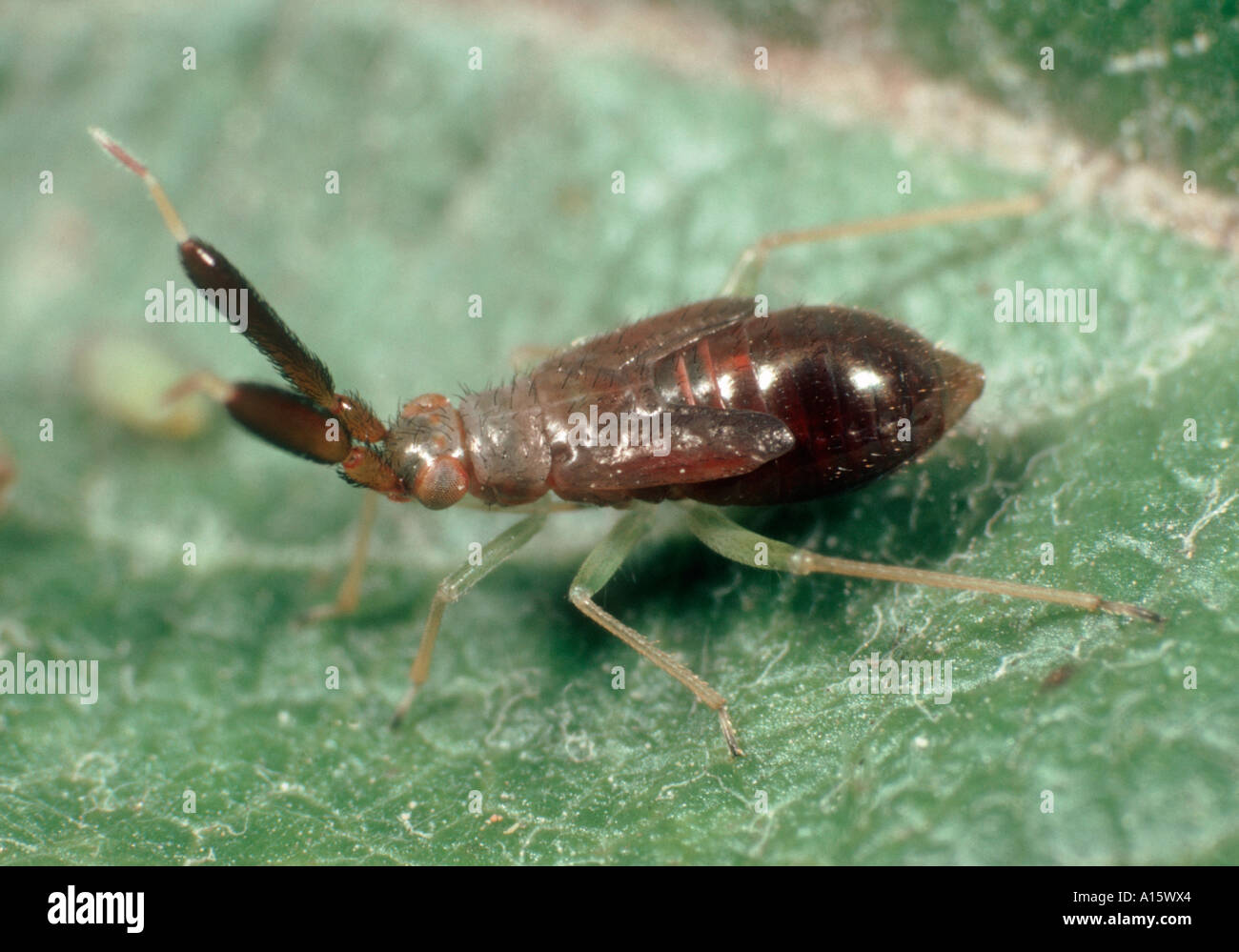 Nymphe heterotoma planicornis Banque de photographies et d’images à ...