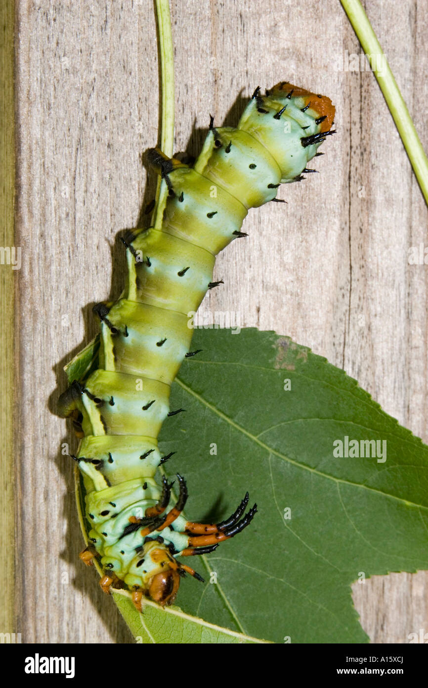 Diable cornu Hickory, Caterpillar de la teigne (noyer royal Regal Photo ...