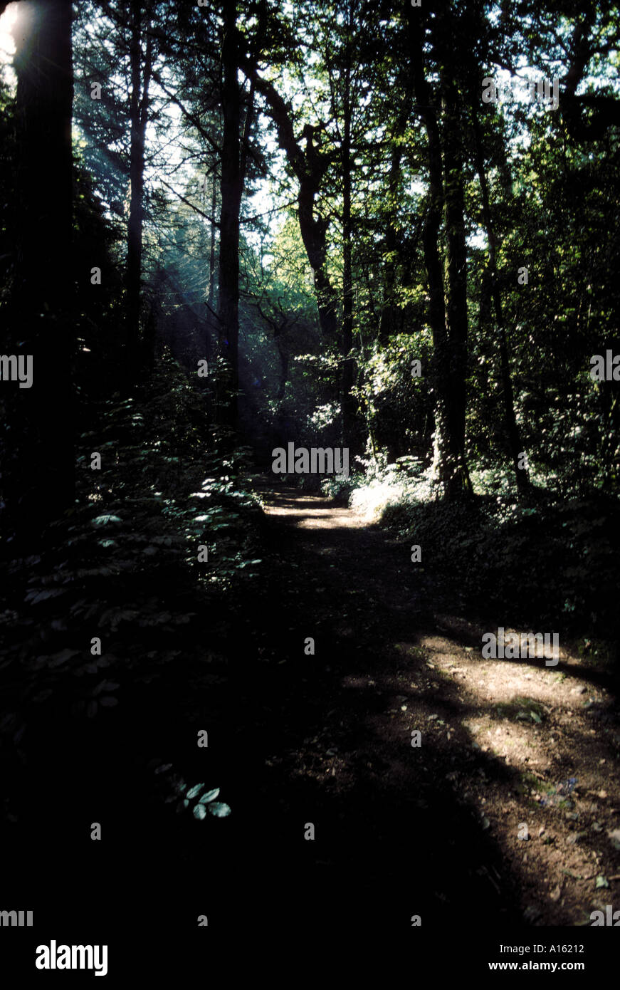 Forêt de bucaco Banque de photographies et d’images à haute résolution ...