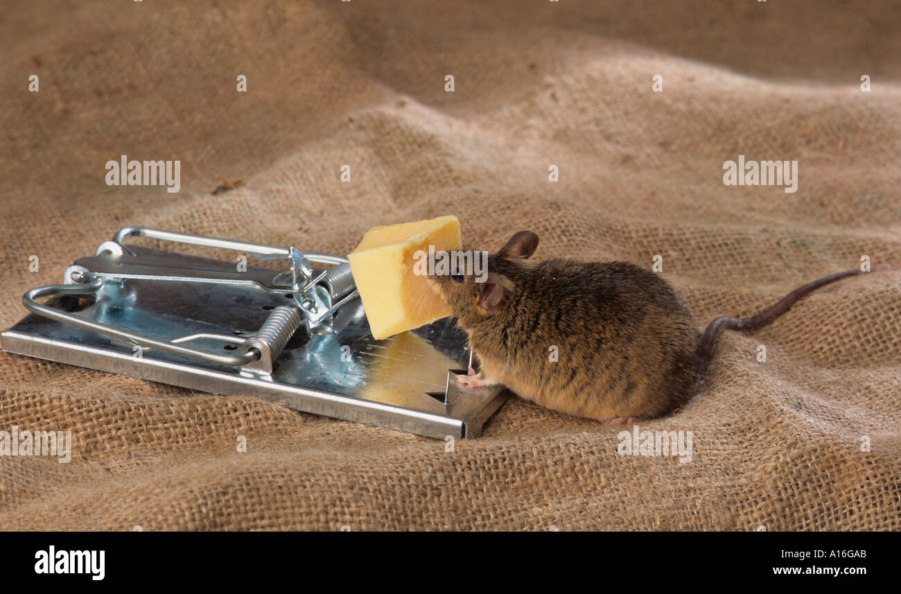 Mus musculus avec du fromage Banque de photographies et d’images à ...