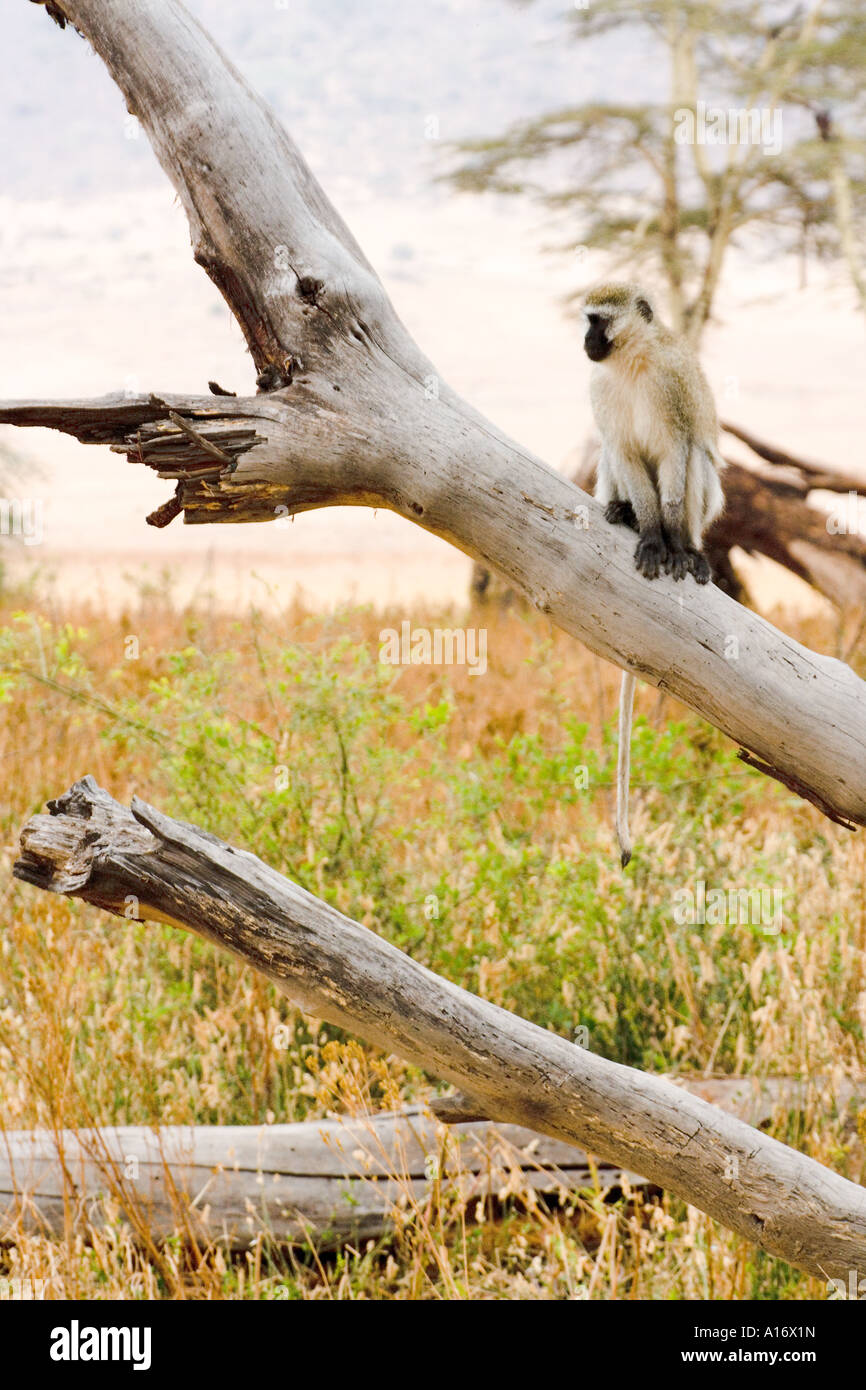 Le braconnage de singes Banque de photographies et d’images à haute ...