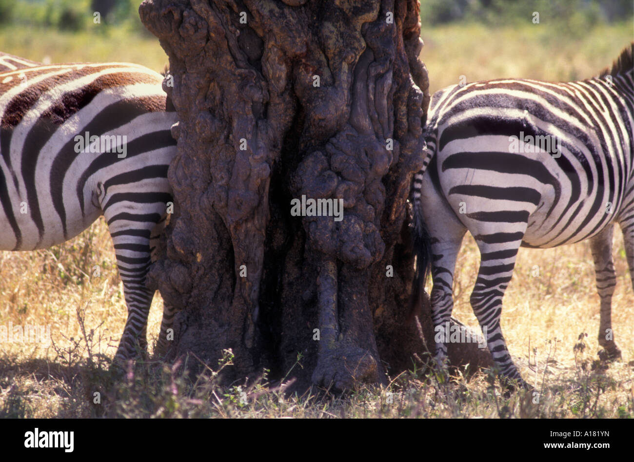 Deux rayures zèbre commun leurs fesses sur un tronc d'arbre Ngorongoro ...