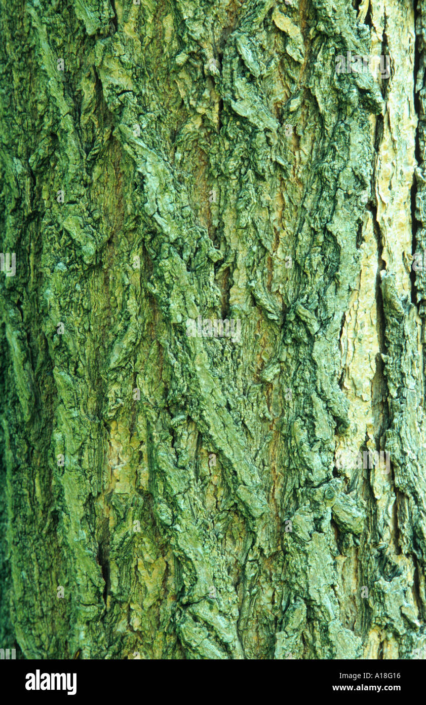 Catalpa chinois Banque de photographies et d’images à haute résolution ...