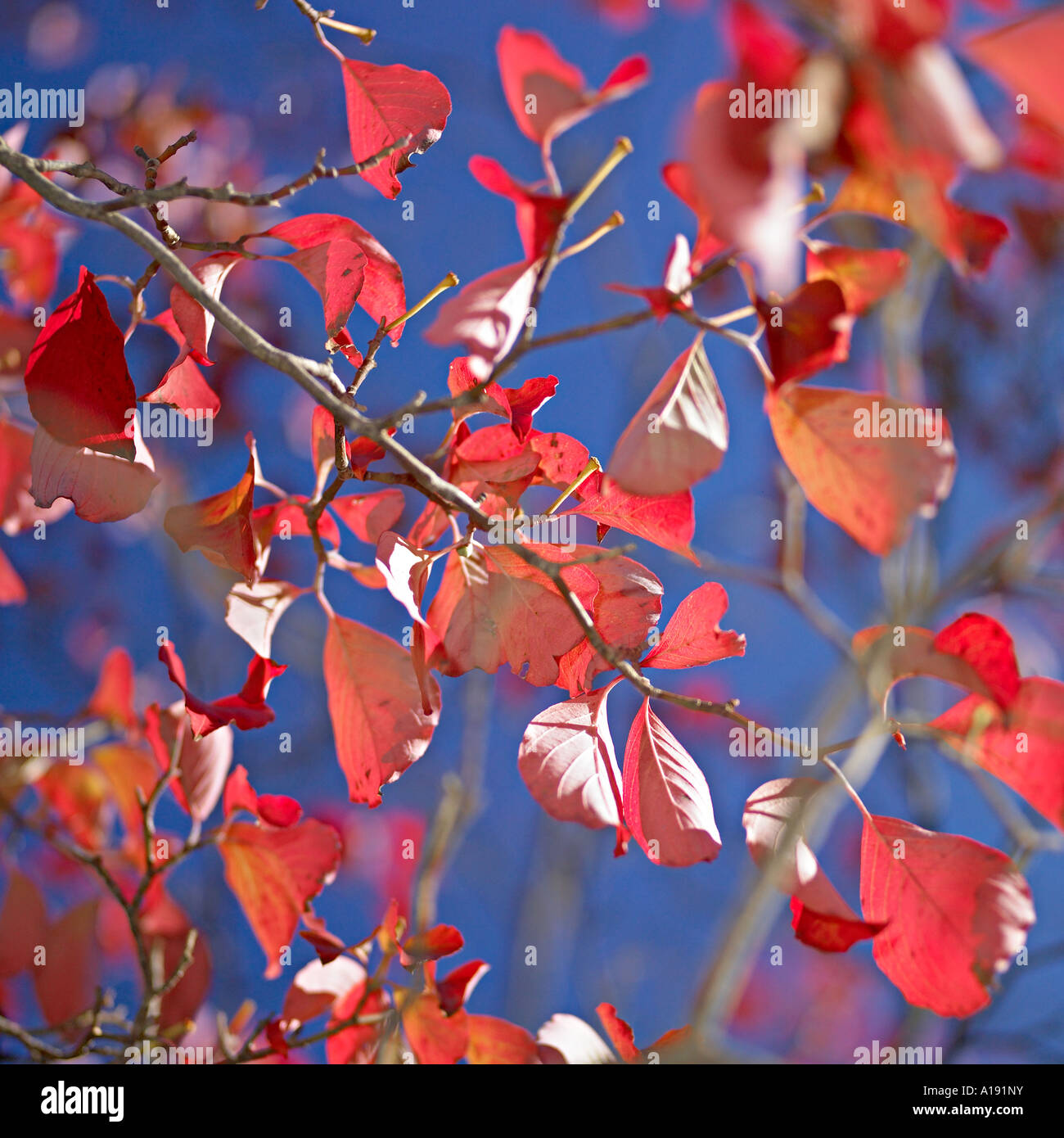 Calendrier Rouge Banque d'image et photos - Alamy