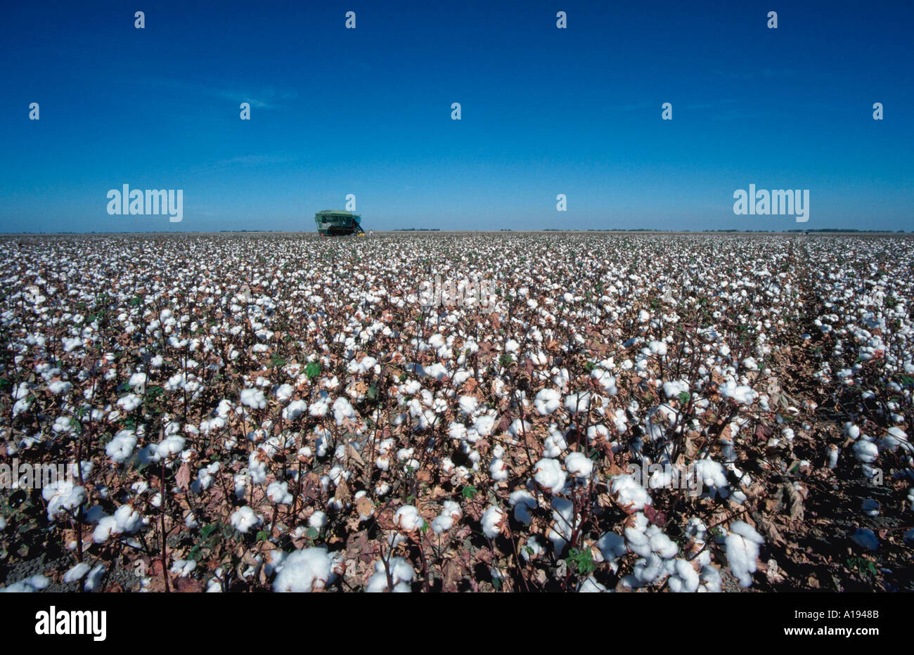 Champ de coton Banque de photographies et d’images à haute résolution ...