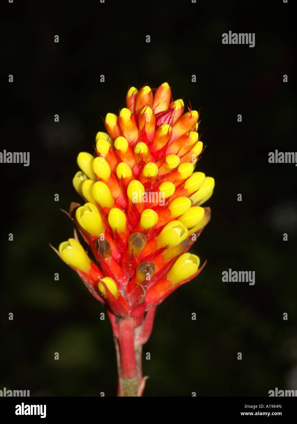 Fleur jaune et rouge Banque de photographies et d’images à haute ...