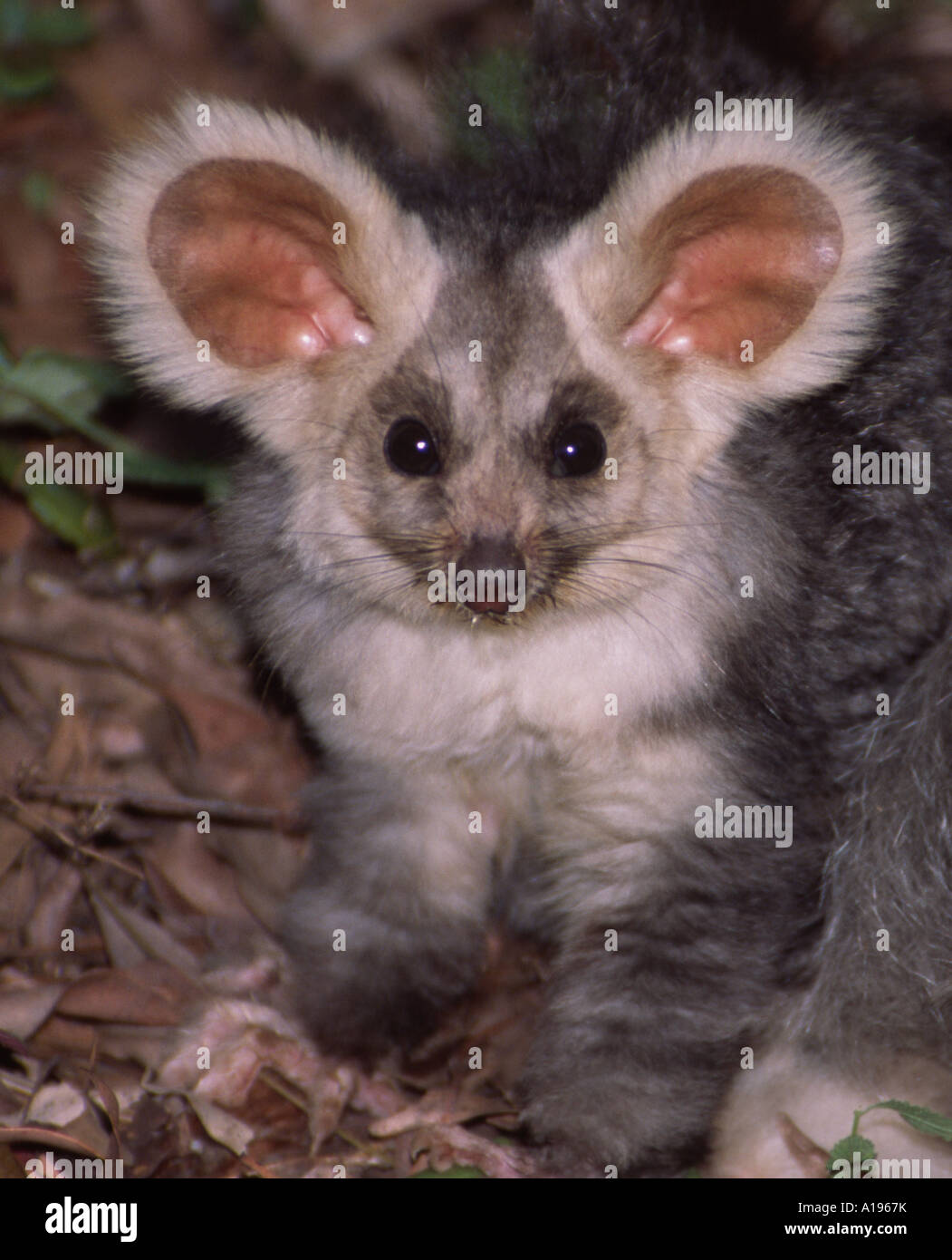 Nocturnal Mammals Photos & Nocturnal Mammals Images - Alamy