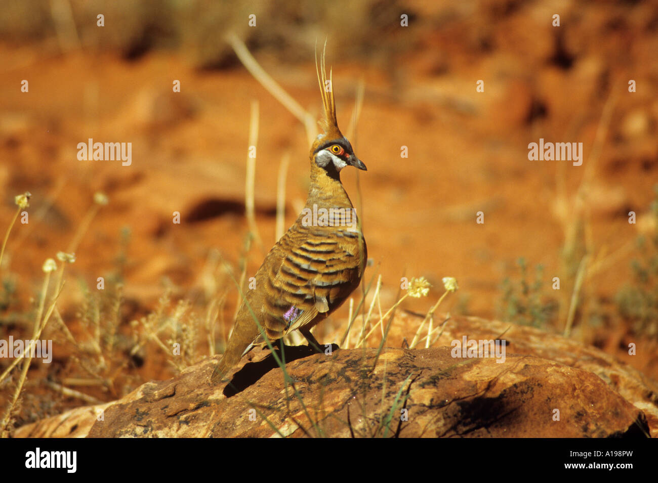 Geophaps plumifera Banque de photographies et d’images à haute ...