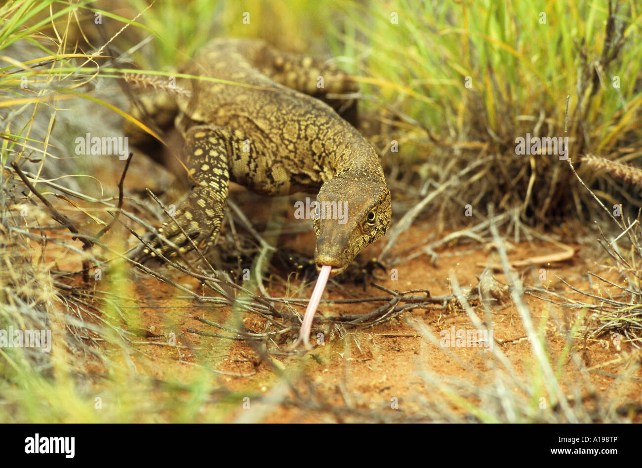 Perentie varanus giganteus monitor lizard Banque de photographies et d ...
