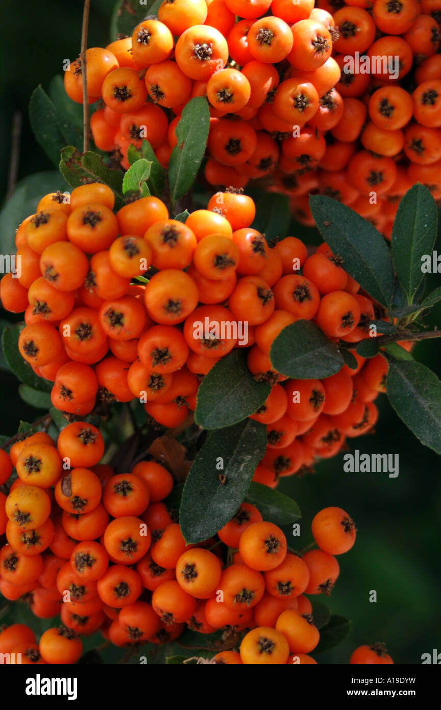 Guarana fall winter fruit Banque de photographies et d’images à haute ...