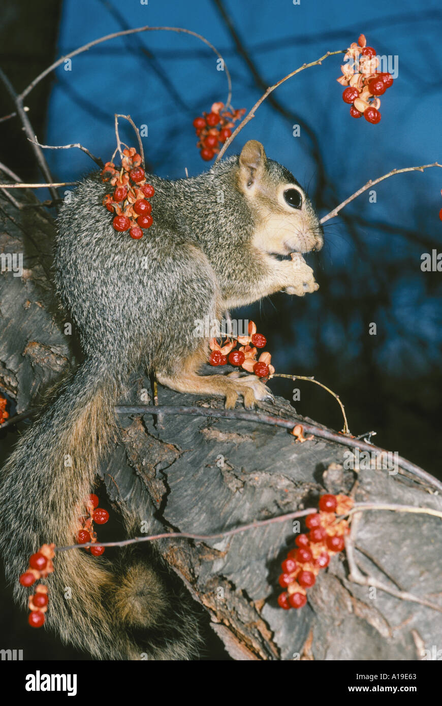 Renard alimentation baie fruit Banque de photographies et d’images à ...