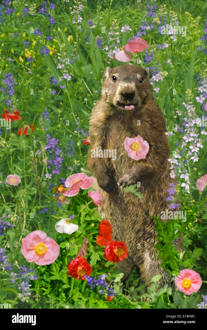 Ravageur drôle : marmotte ou marmotte, Marmota monax, debout dans le ...
