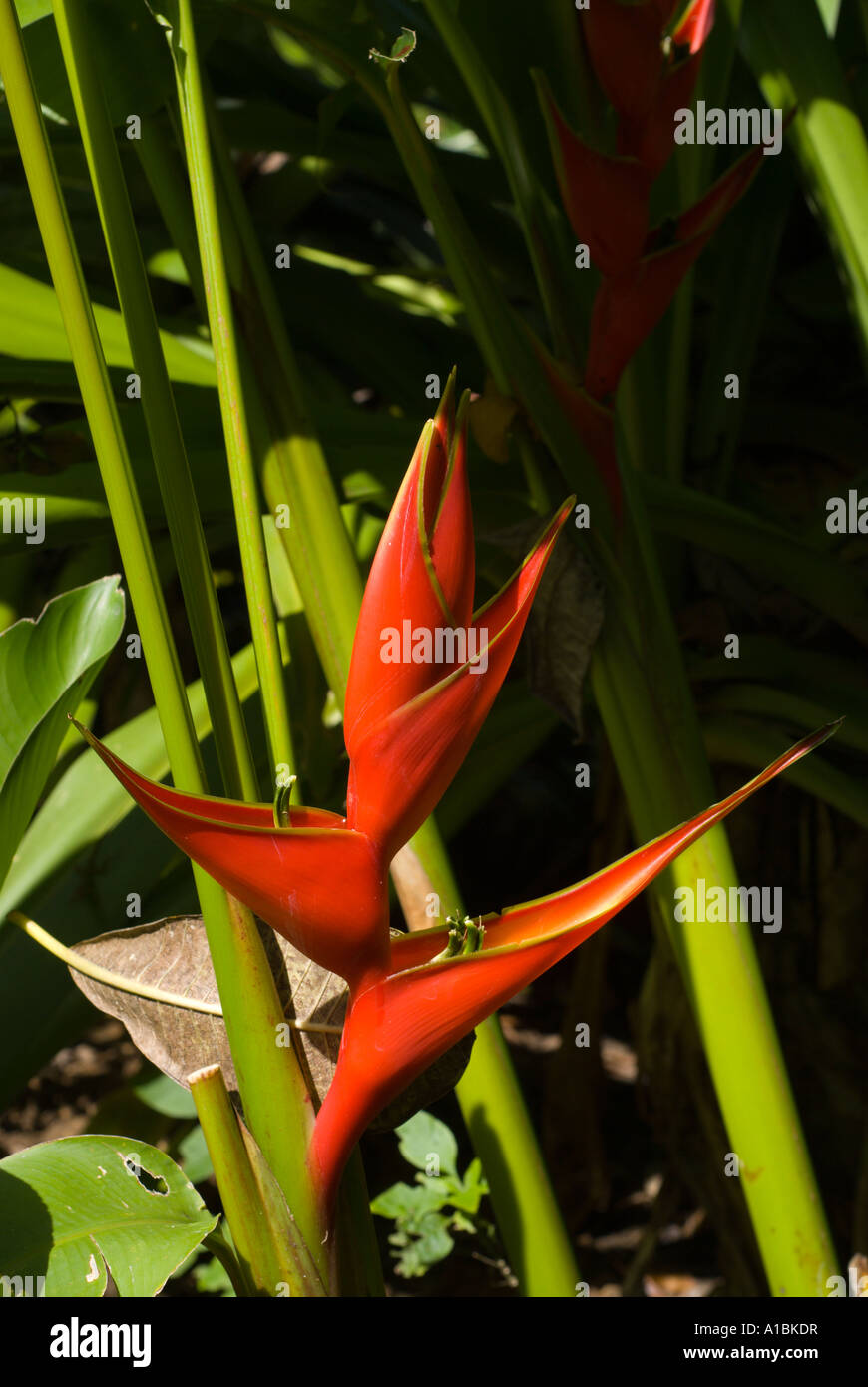 Heliconia heliconia stricta Banque de photographies et d’images à haute ...