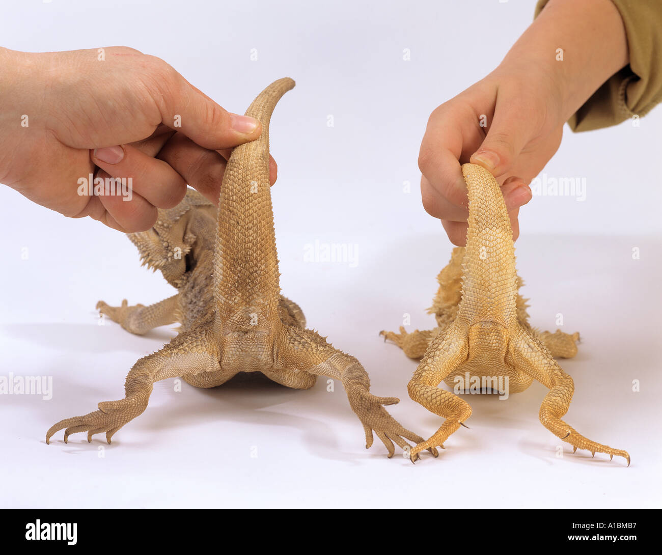 Deux dragons barbus - mâle - femelle gauche droite / Pogona vitticeps ...