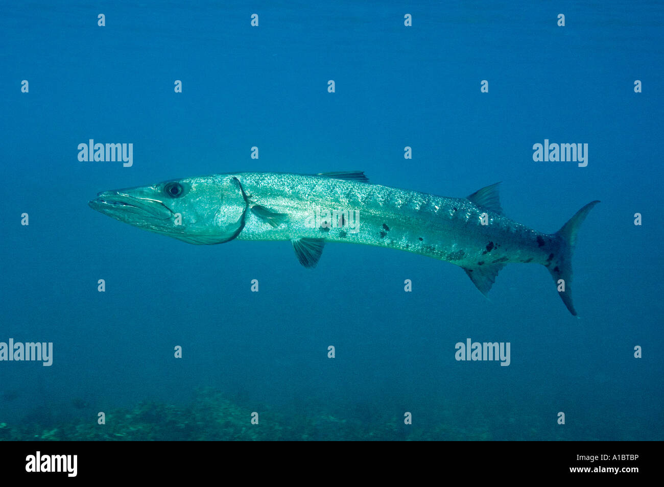 Grand barracuda Banque de photographies et d’images à haute résolution ...