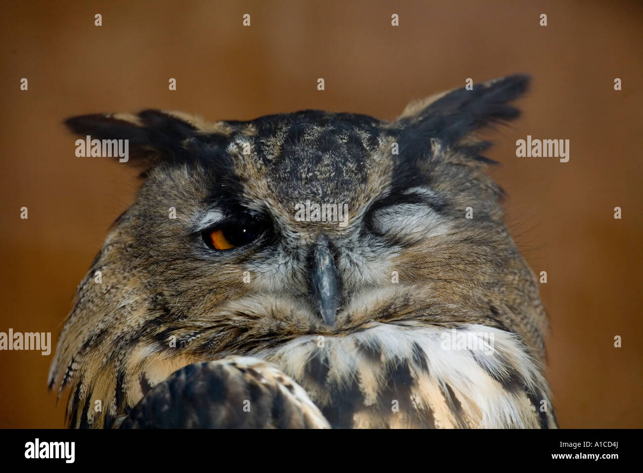 Winking owl Banque de photographies et d’images à haute résolution - Alamy