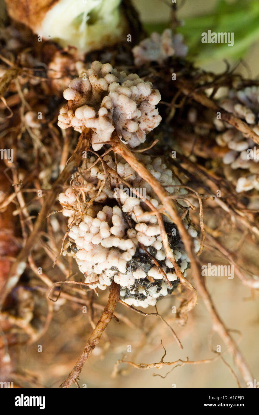 Les nodules de l'azote sur la racine d'une plante de fève Photo Stock ...
