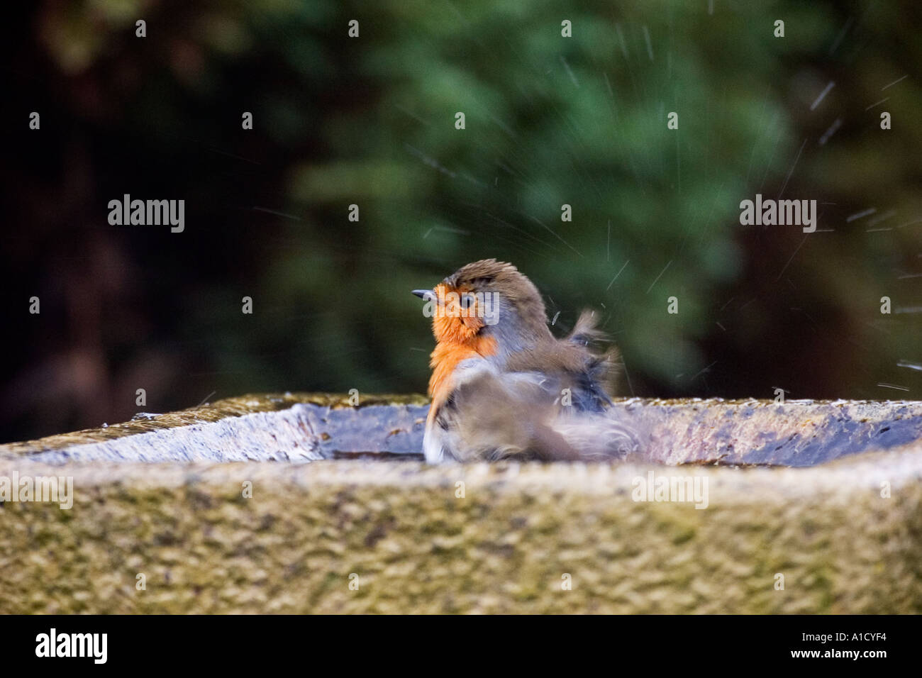 Robin prenant un bain Banque de photographies et d’images à haute ...
