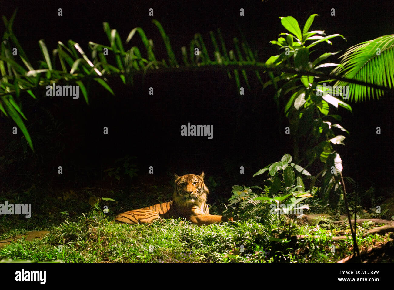 Le ZOO SAFARI DE NUIT DE SINGAPOUR de nuit tigre de la forêt derrière ...