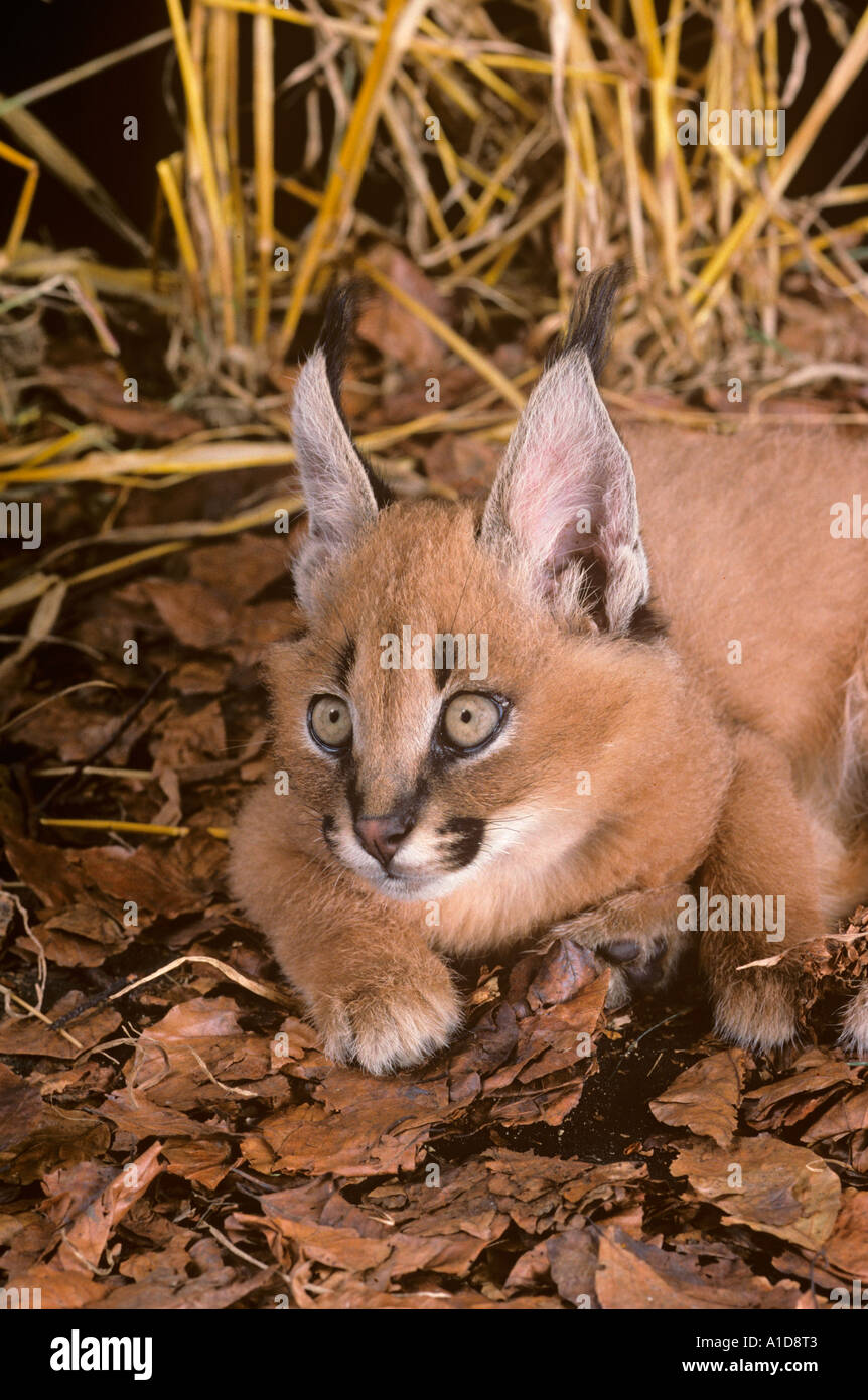 Cub caracal caracal caracal Banque de photographies et d’images à haute ...