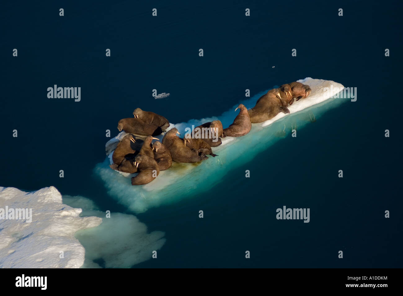 Morse Odobenus rosmarus reposant sur la banquise lors de la débâcle printanière de la mer des ...